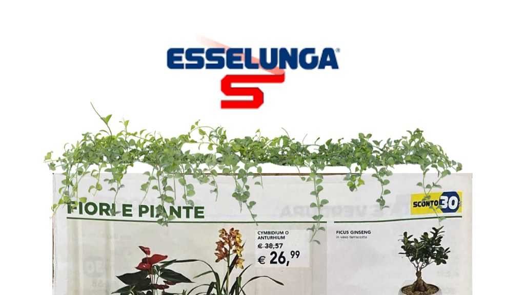 Fiori e piante per ogni occasione da Esselunga!